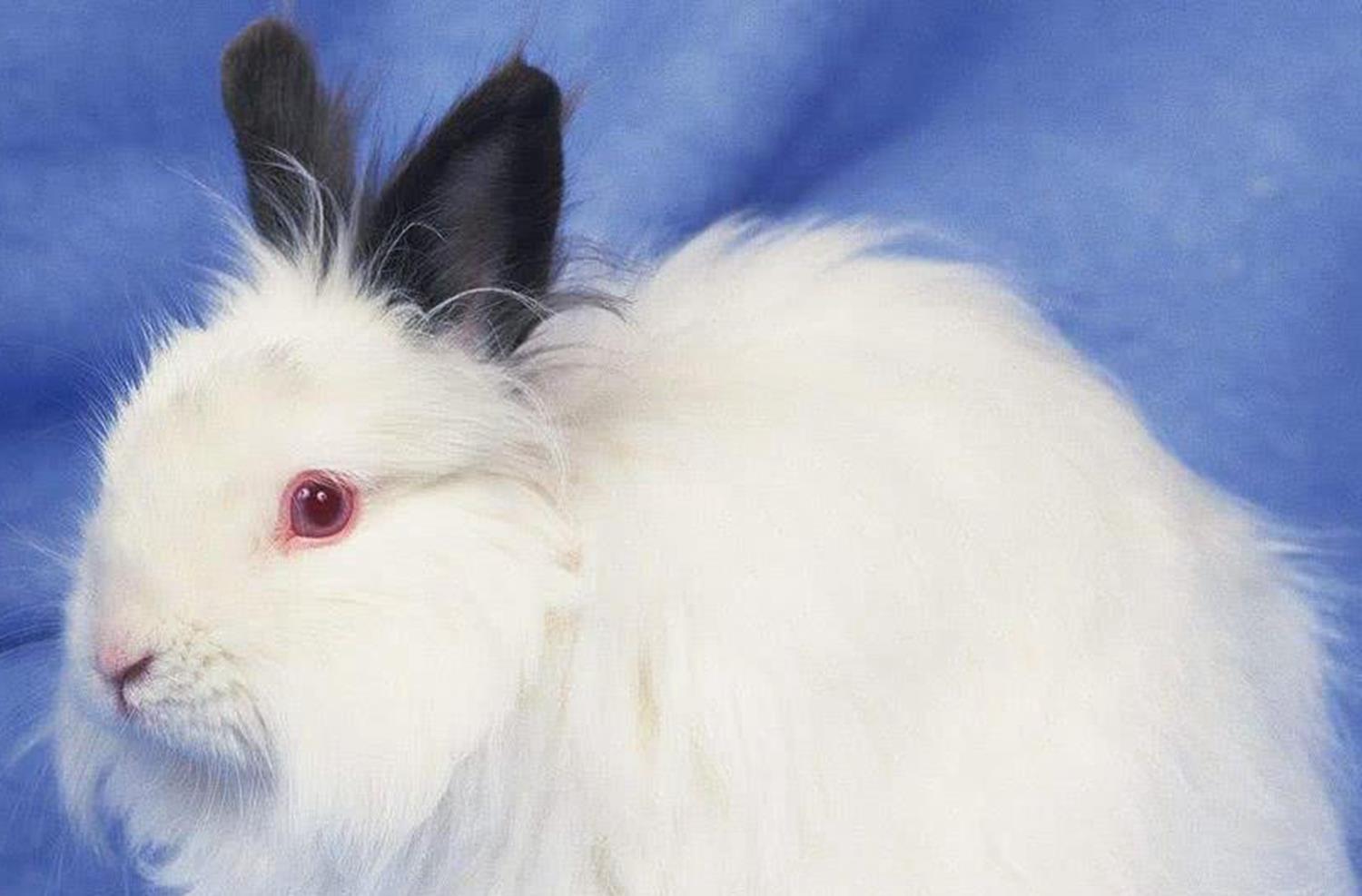 种兔的喂养应该如何管理，以及彩色长毛兔的选配繁殖，你知道多少|配对|食物|喂养_新浪新闻