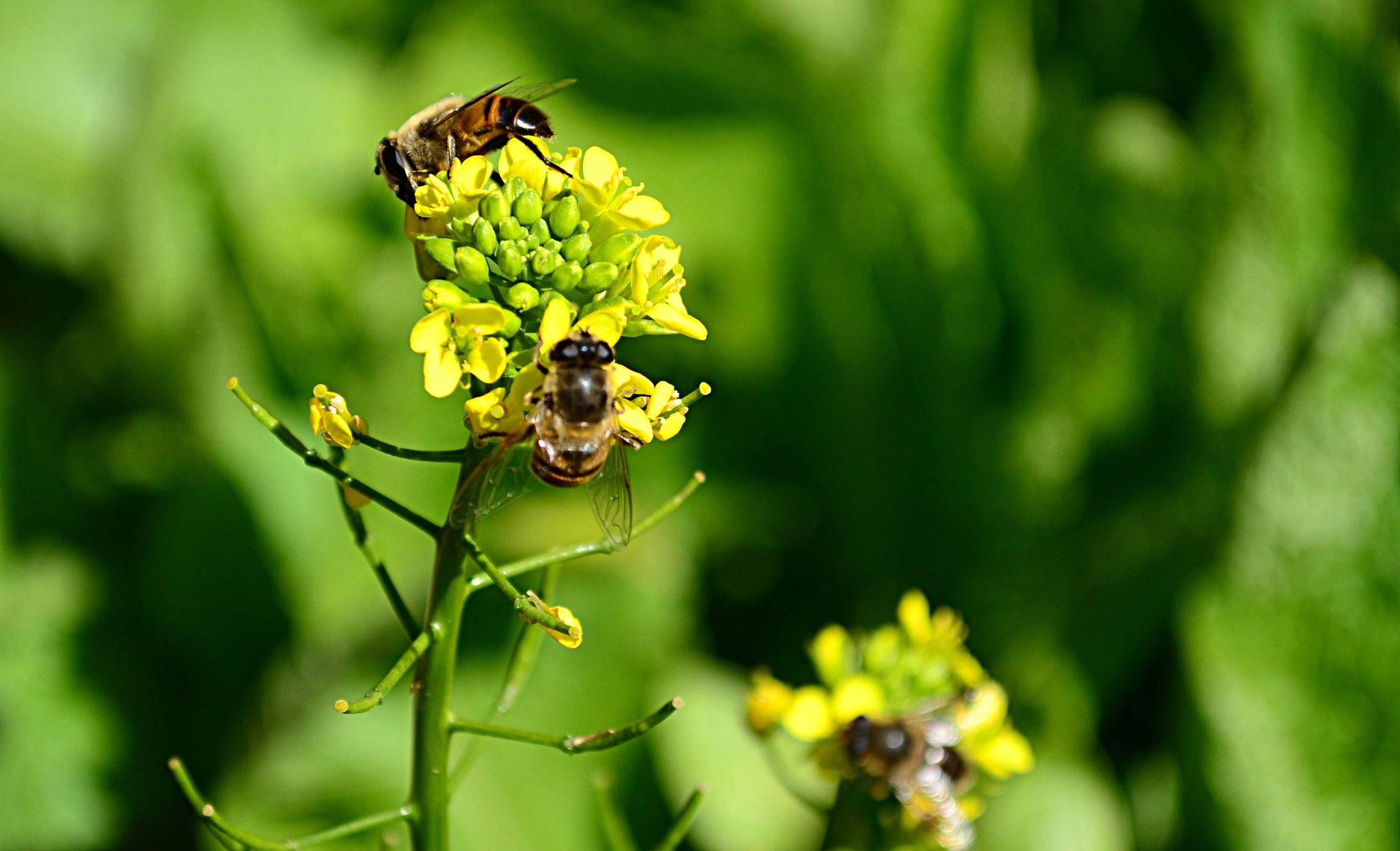 蜂蜜产业新趋势：蜜漾芳华蜂蜜护肤品，蜂蜜护肤文化，引领新风尚