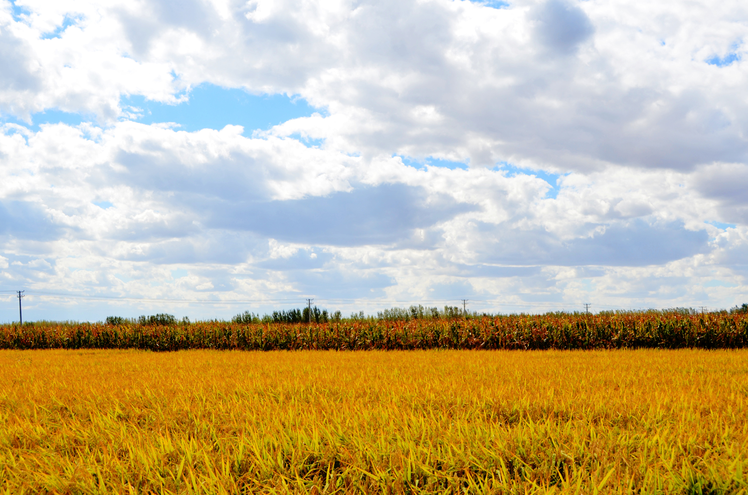 秋天的稻田就是沉甸甸的收获，原创摄影|稻田|摄影|原创_新浪新闻