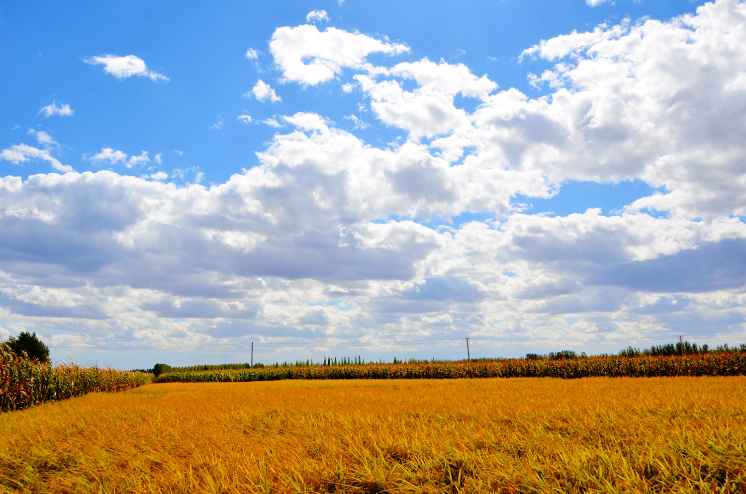 秋天的稻田就是沉甸甸的收获，原创摄影