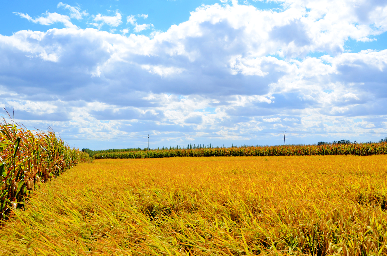 秋天的稻田就是沉甸甸的收获，原创摄影