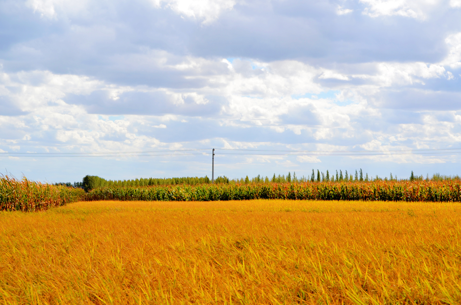 秋天的稻田就是沉甸甸的收获，原创摄影|稻田|摄影|原创_新浪新闻