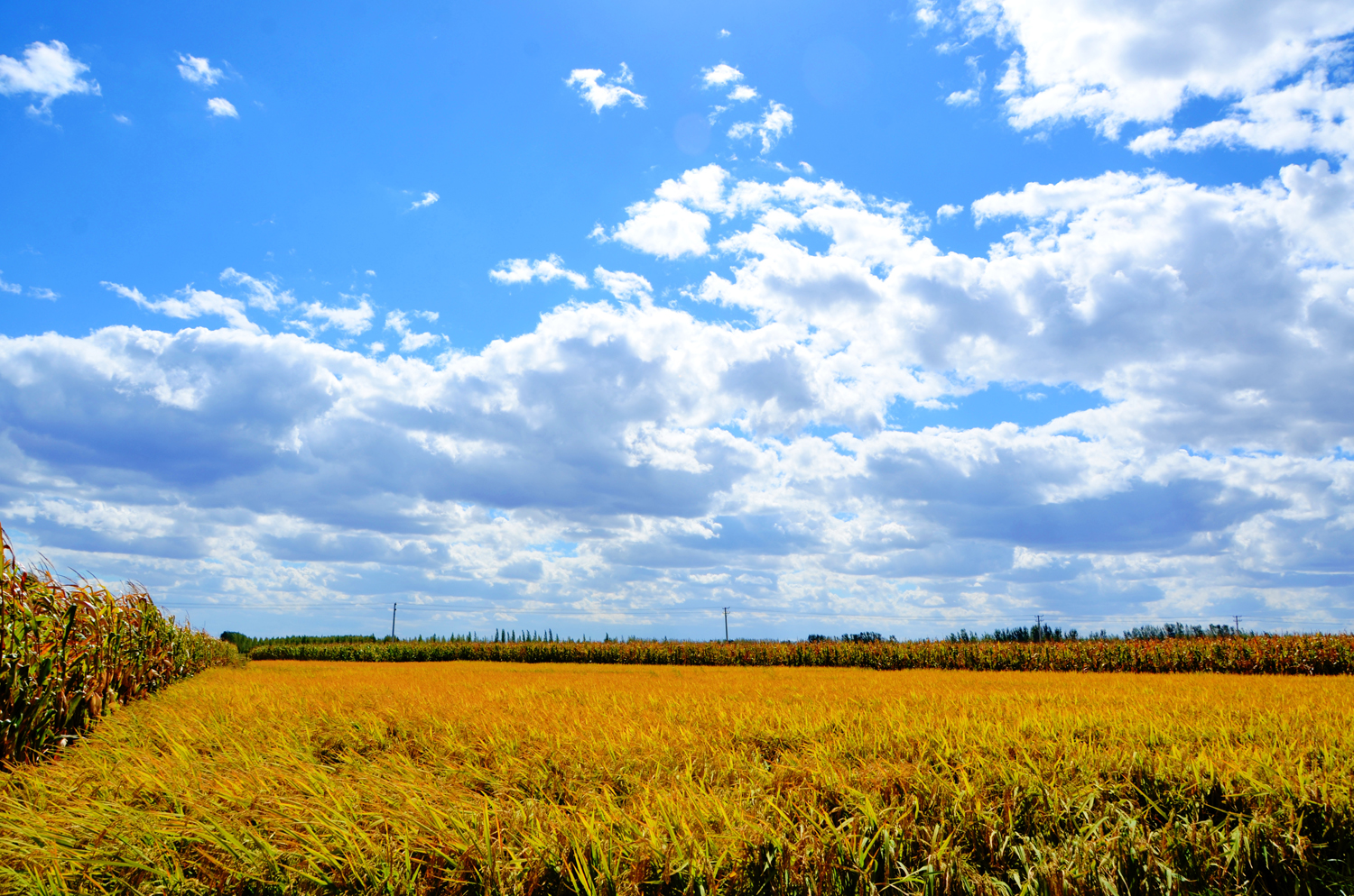 秋天的稻田就是沉甸甸的收获，原创摄影|稻田|摄影|原创_新浪新闻