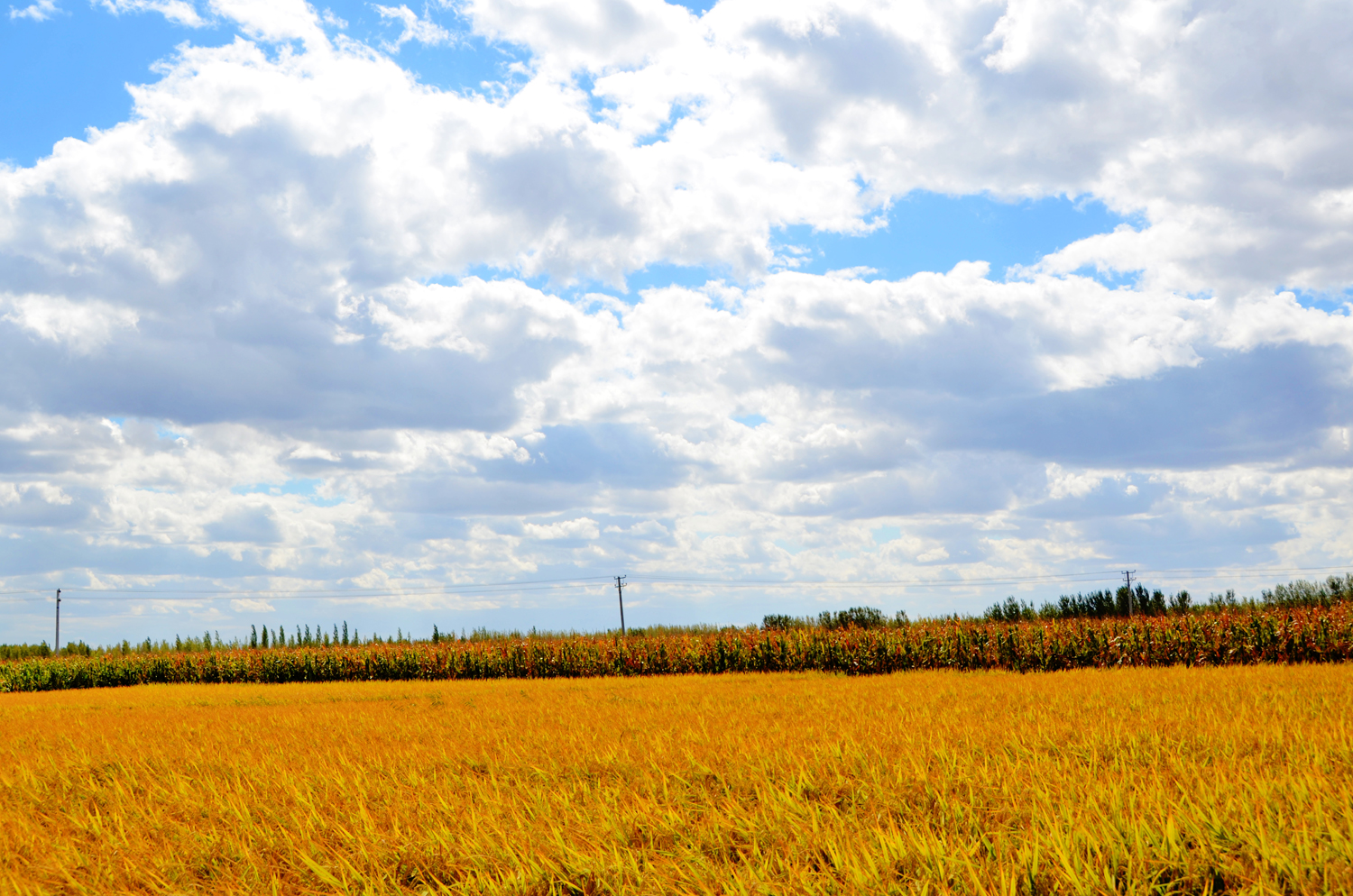 秋天的稻田就是沉甸甸的收获，原创摄影|稻田|摄影|原创_新浪新闻