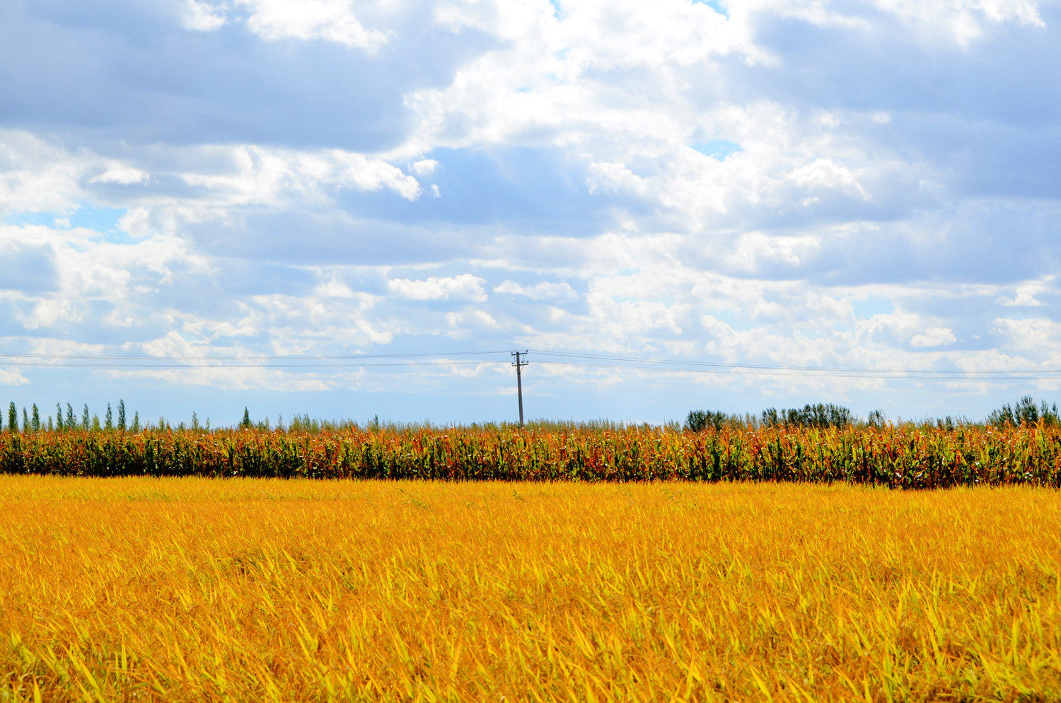 秋天的稻田就是沉甸甸的收获，原创摄影|稻田|摄影|原创_新浪新闻