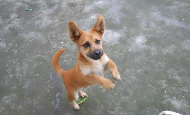 这40种“土狗”，其实都是超酷的品种犬！|蒙古|犬种|细犬_新浪新闻