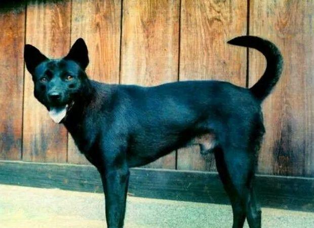 这40种“土狗”，其实都是超酷的品种犬！