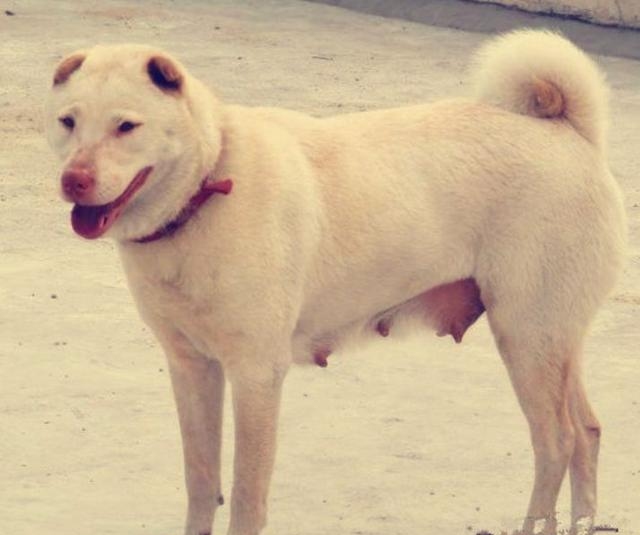 这40种“土狗”，其实都是超酷的品种犬！