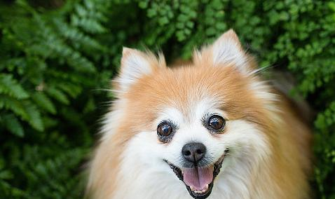 欢快而顽皮的小型犬，步态轻快，博美犬的高清图片|博美犬|小型犬|步态_新浪新闻