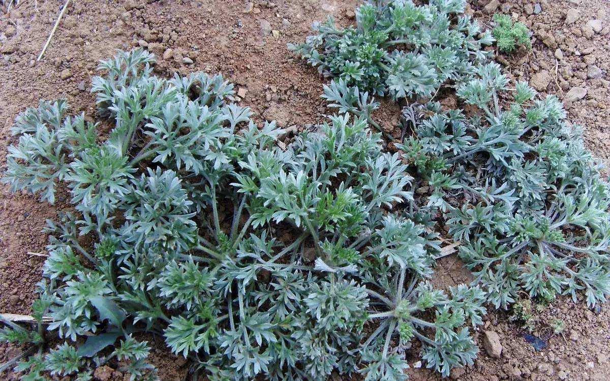 白蒿是什么样的一种植物，白蒿有什么功效和价值？|功效|痢疾|价值_新浪新闻