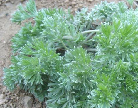 白蒿是什么样的一种植物，白蒿有什么功效和价值？|功效|痢疾|价值_新浪新闻