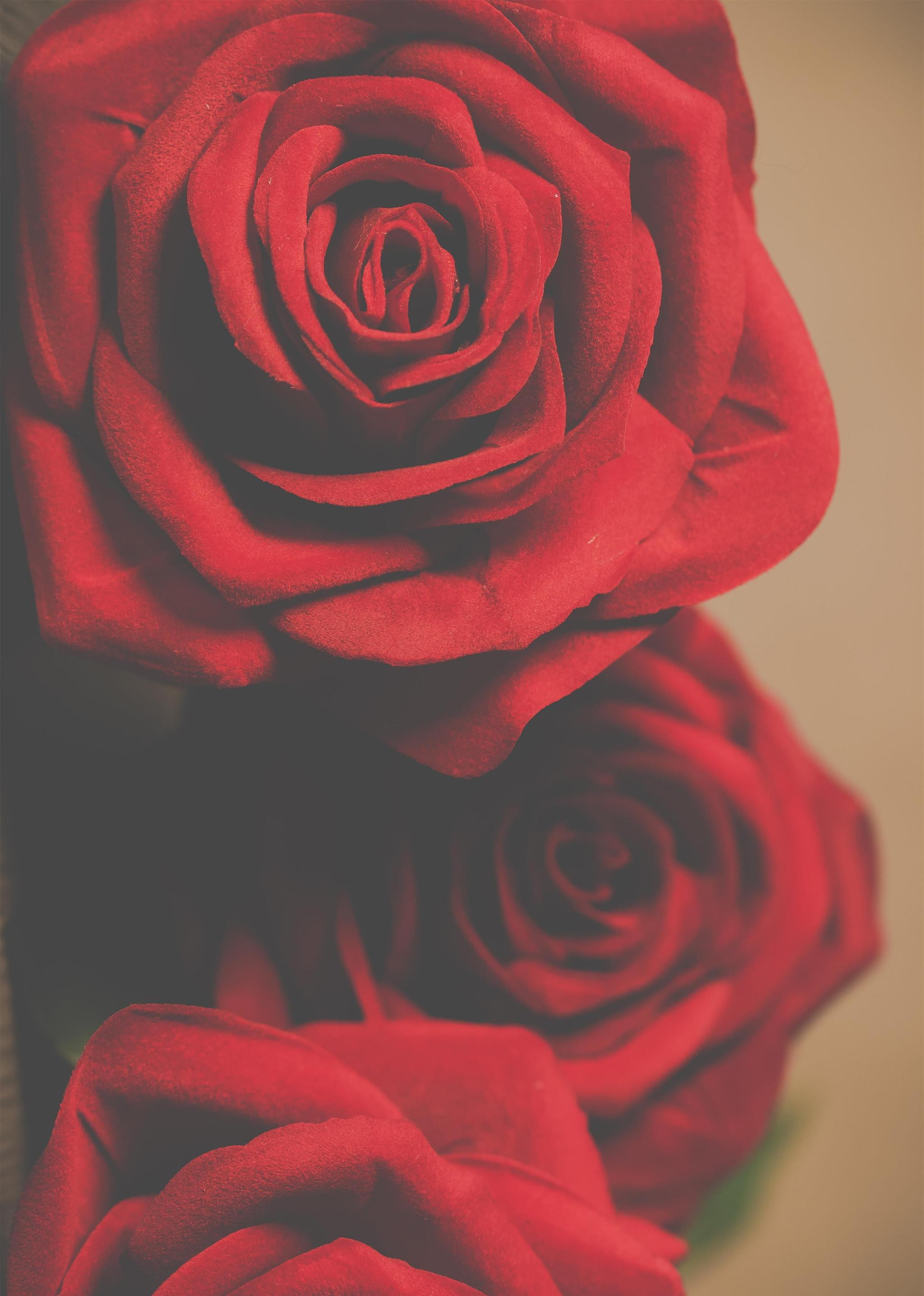 适合给女友推荐的玫瑰花素材手机壁纸，快看看有没有女友喜欢的|玫瑰花|手机壁纸|收藏_新浪新闻