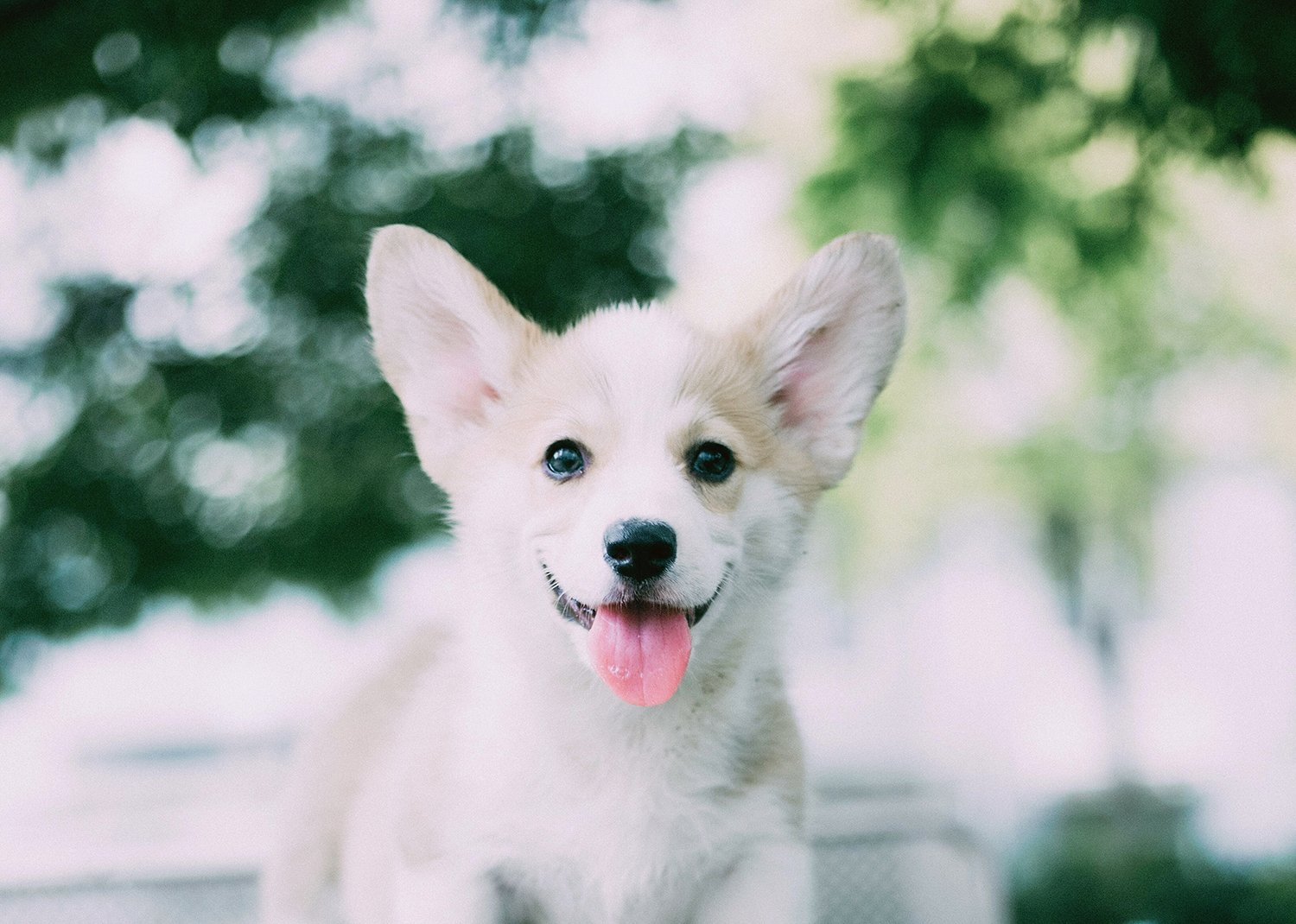 这些狗狗虽然都叫柯基，但是千万别误会：我们不一样！