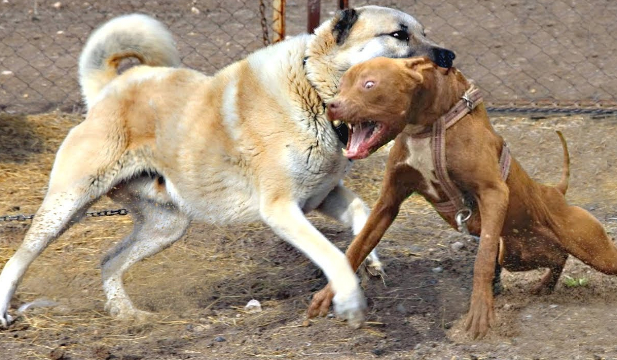 最凶猛的6种狗，见到老虎豺狼也不虚，纯种藏獒有上榜