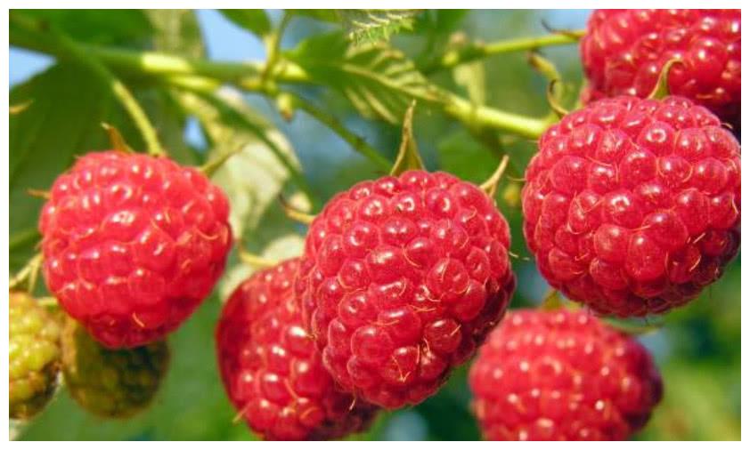 它在中国的路边无人问津，在国外一斤卖到上百元还供不应求|野果|树莓|老外们_新浪新闻