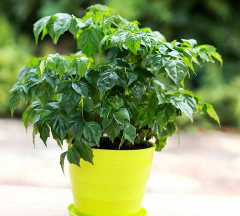 幸福树具有极高的观赏价值和园林应用前景！我更喜欢它的名字！