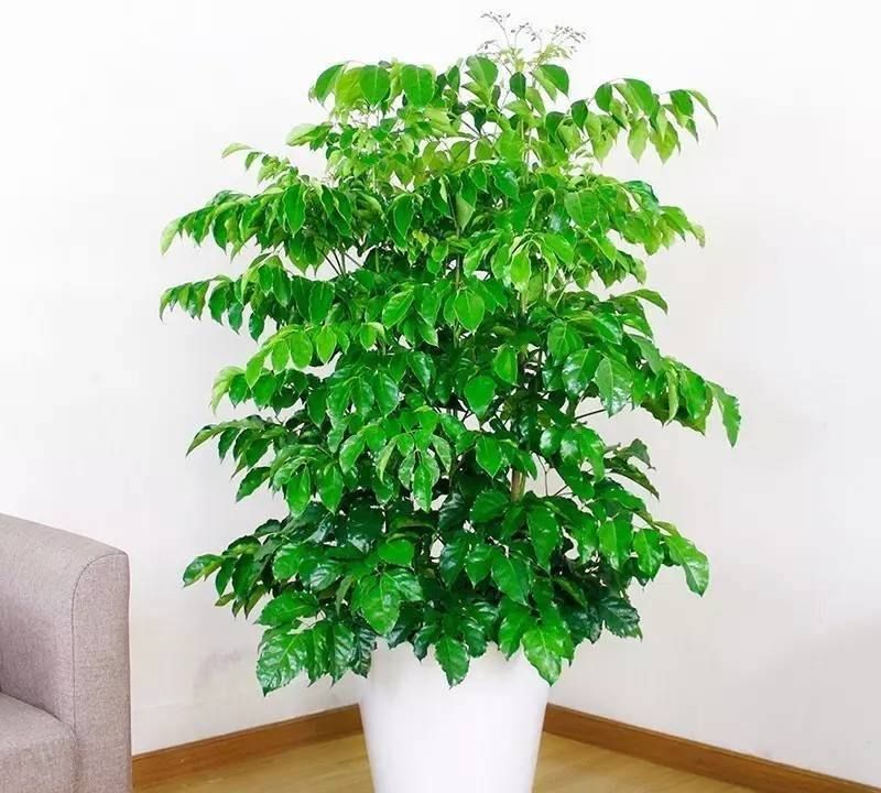 幸福树具有极高的观赏价值和园林应用前景！我更喜欢它的名字！