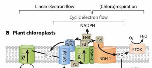 突破！光合作用的关键破解，细胞色素b6f结构被揭示