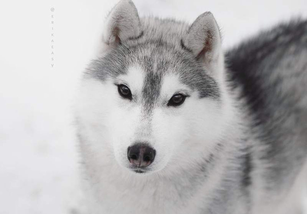 摄影师镜头下的哈士奇，它不拆家的时候比什么都萌！