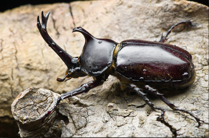 农村这15种虫子，有的让人“垂涎三尺”，有的却让人“退避三舍”|蝈蝈|螳螂|辣子_新浪新闻