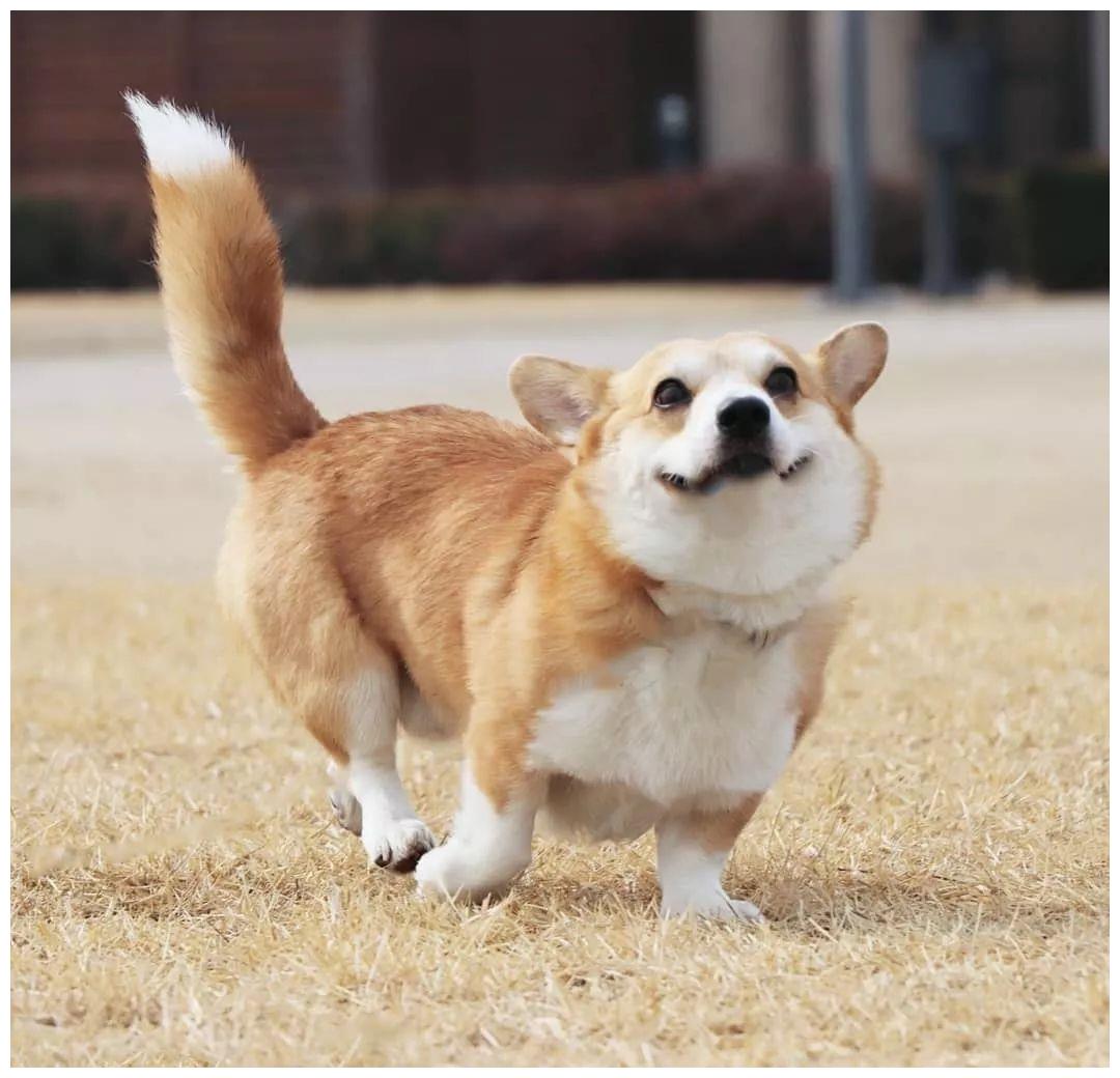 一只有尾巴的柯基，不靠翘臀，靠表情包火了！|柯基|尾巴|表情包_新浪新闻