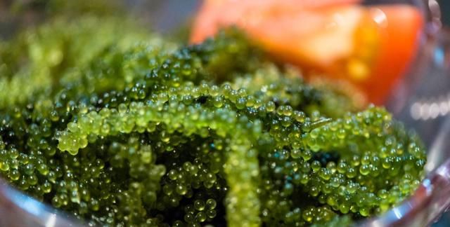 冬季必吃的“海葡萄”是什么？挑选、料理、保存一篇看懂！|海葡萄|料理|冲绳_新浪新闻
