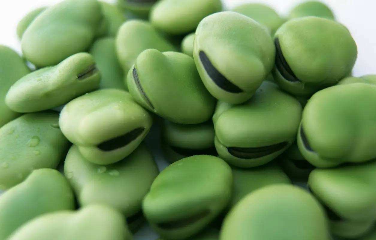 蚕豆的种植方法介绍, 想要种出好的蚕豆并不难! 只要注意好这四点|蚕豆|植株|土壤_新浪新闻