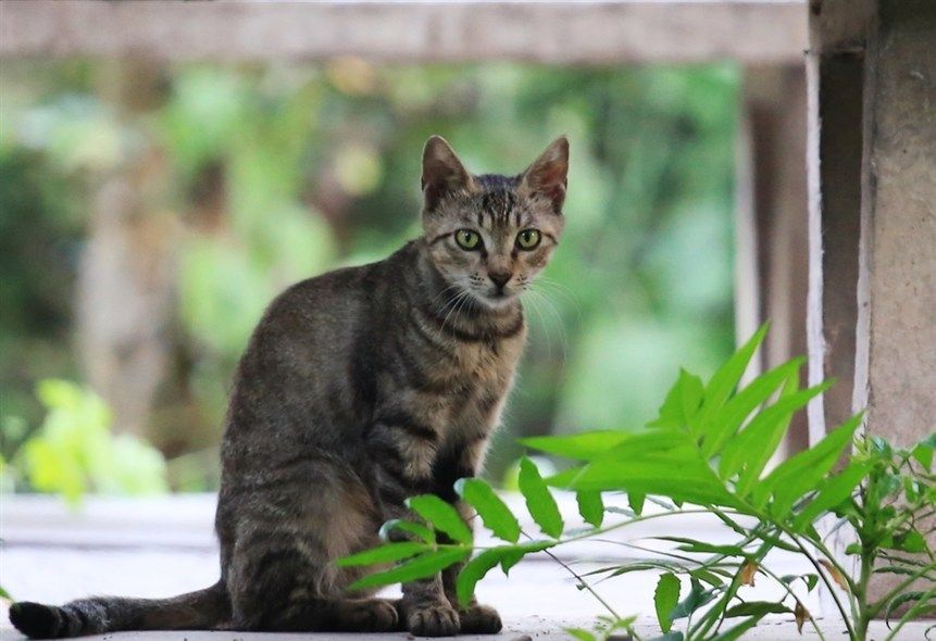 狸花猫深受大众的喜欢，它有漂亮、厚实的皮毛，健康的身体！_新浪新闻