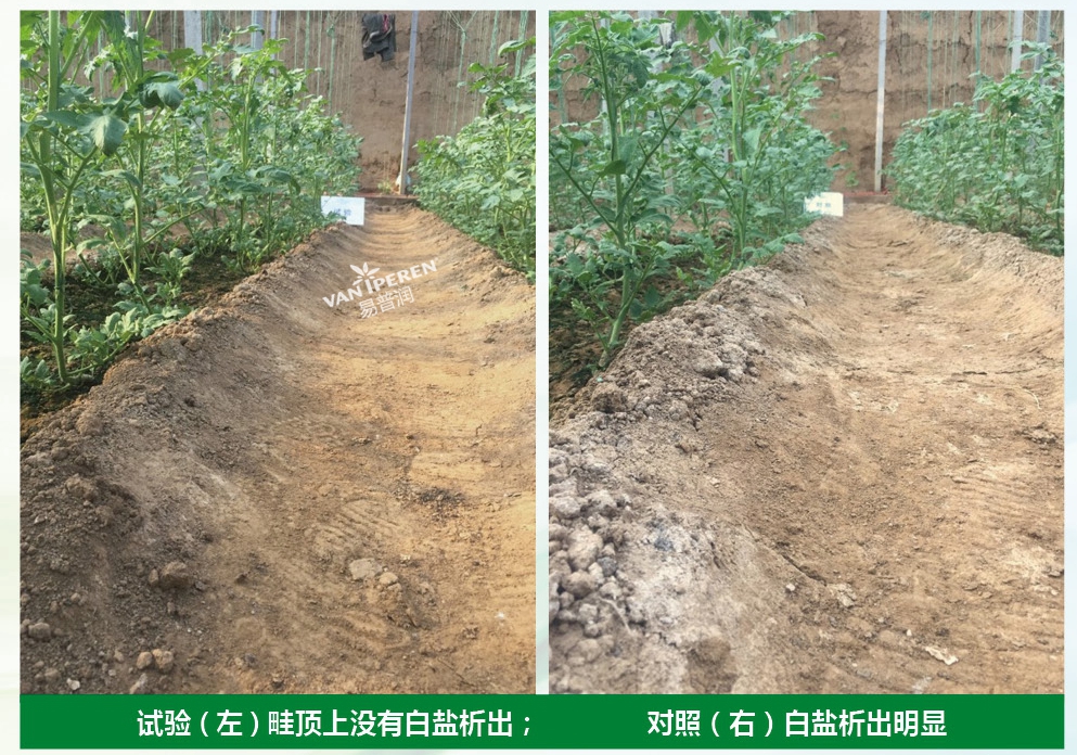 地驰素-专治被化肥“喂瘦”的土壤