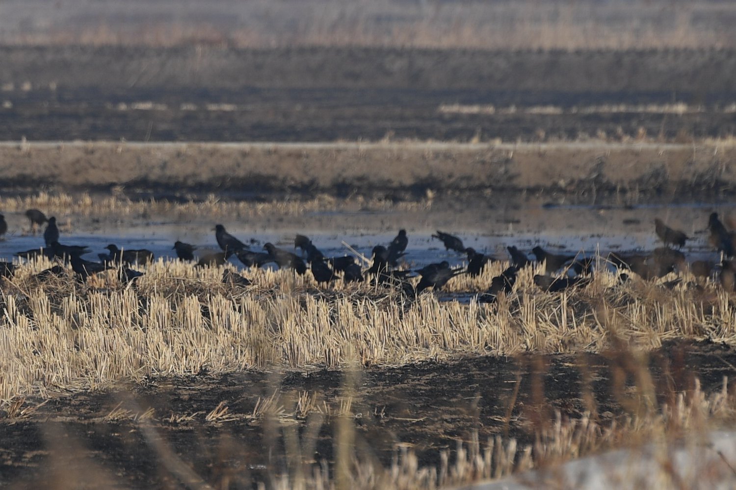 为什么人们讨厌乌鸦 原来它有这么多坏习惯|乌鸦|鸟|叫声|黑锅|吉祥_新浪新闻