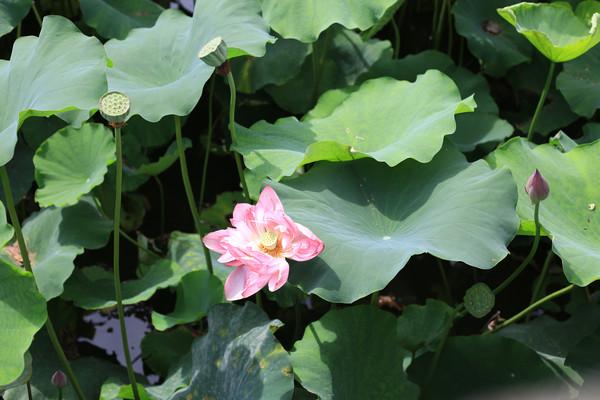 成都夏日赏花胜地，大片荷花盛开，市民却集聚在此打麻将|_新浪新闻