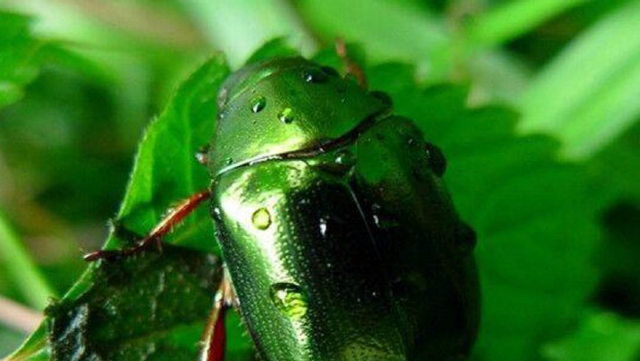 农村花生地里这种虫子长大后居然变成了