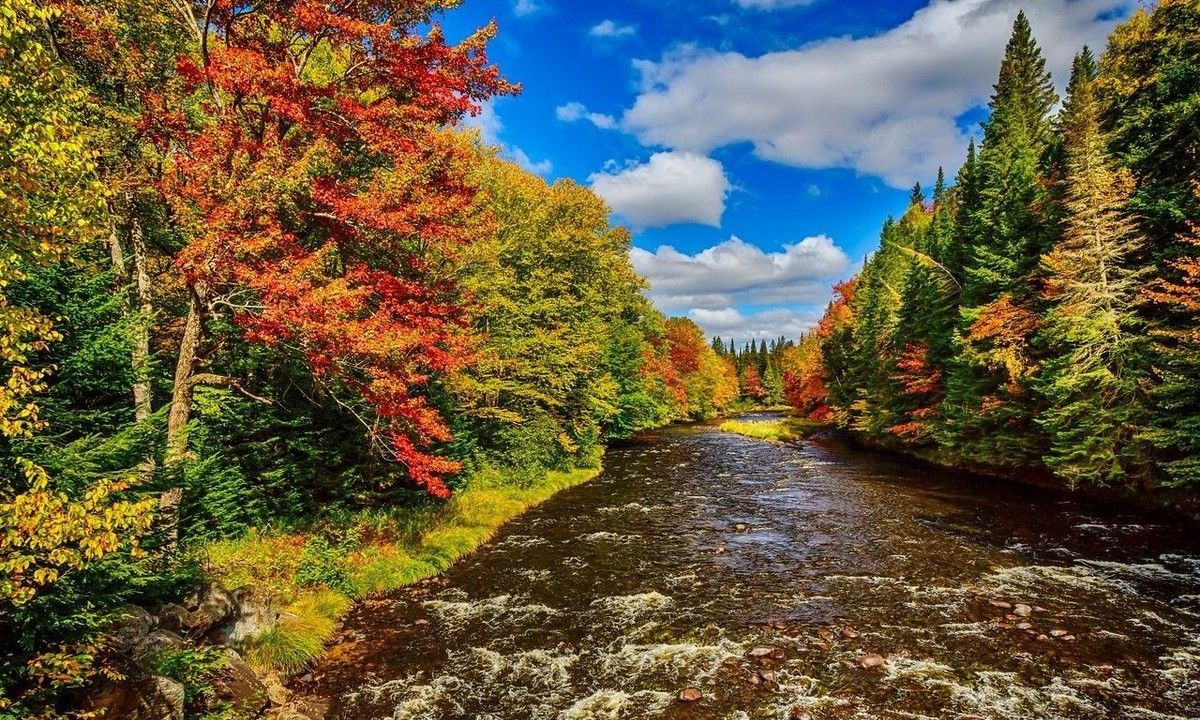 国庆假赏枫正当时 枫叶之国加拿大进入最美秋天时光