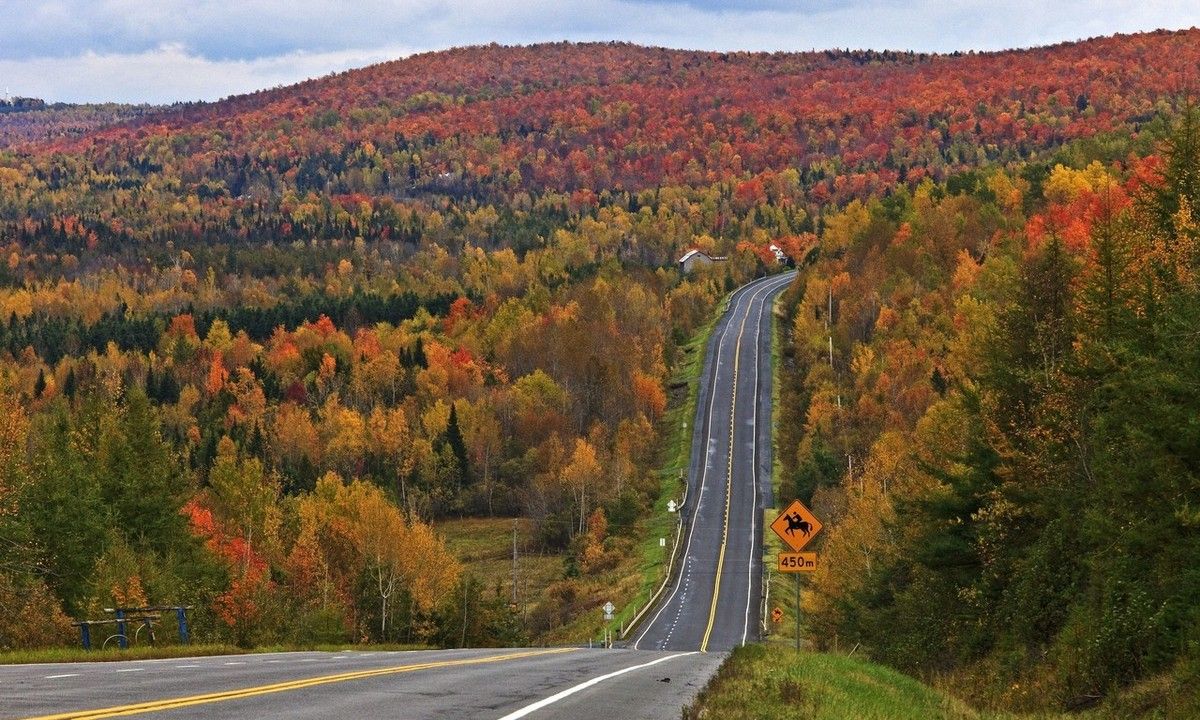 国庆假赏枫正当时 枫叶之国加拿大进入最美秋天时光