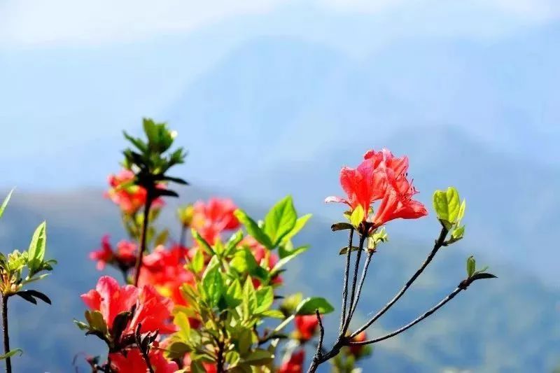 【印象新罗】红尖山杜鹃花，宛若仙境中的花海！