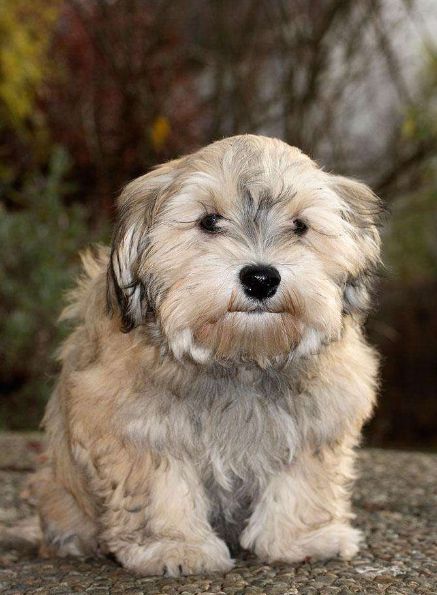 宠物狗：哈瓦那犬是人类忠诚的伙伴，调皮可爱，毛茸茸的招人喜爱|哈瓦那|宠物狗|可爱_新浪新闻