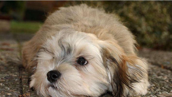 宠物狗：哈瓦那犬是人类忠诚的伙伴，调皮可爱，毛茸茸的招人喜爱|哈瓦那|宠物狗|可爱_新浪新闻