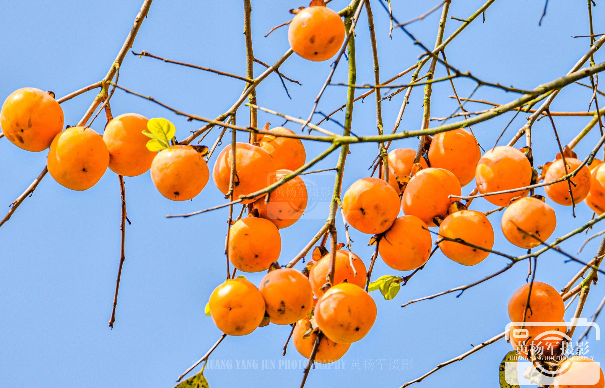柿子红了，故乡蓝天下一道熟悉的风景线