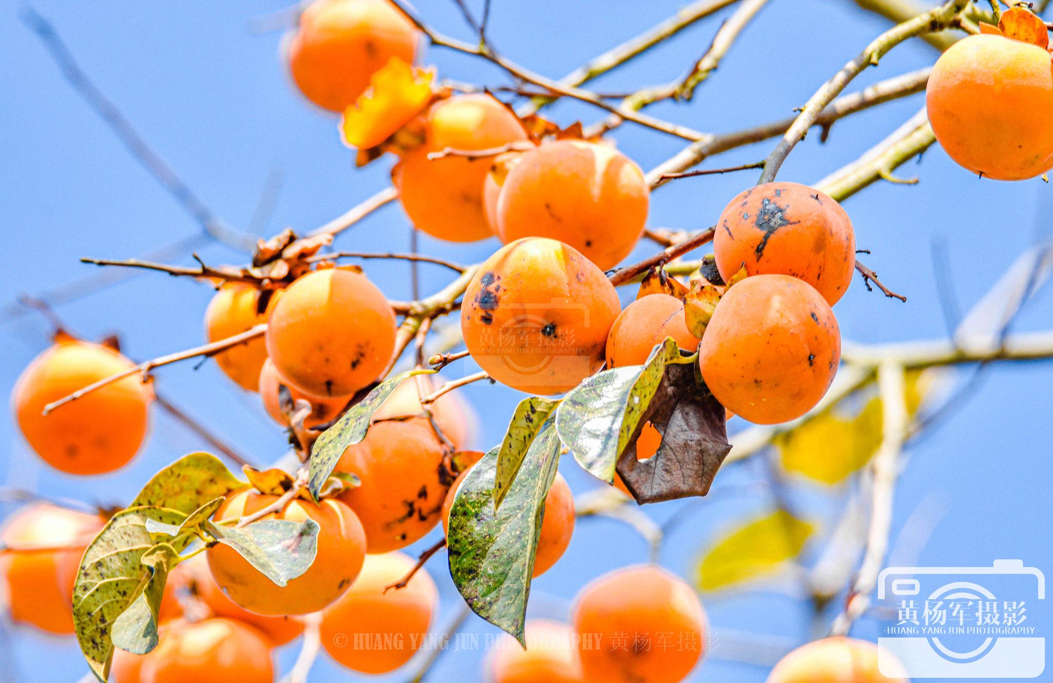 柿子红了，故乡蓝天下一道熟悉的风景线
