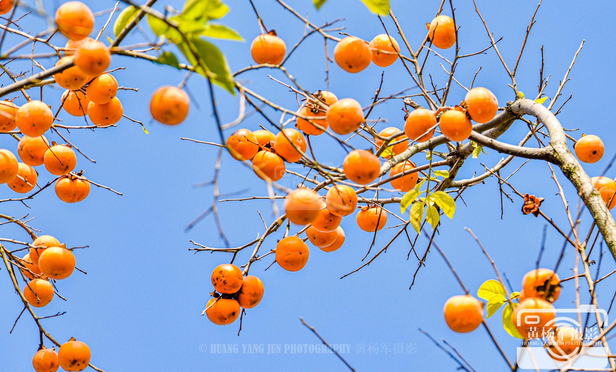 柿子红了，故乡蓝天下一道熟悉的风景线