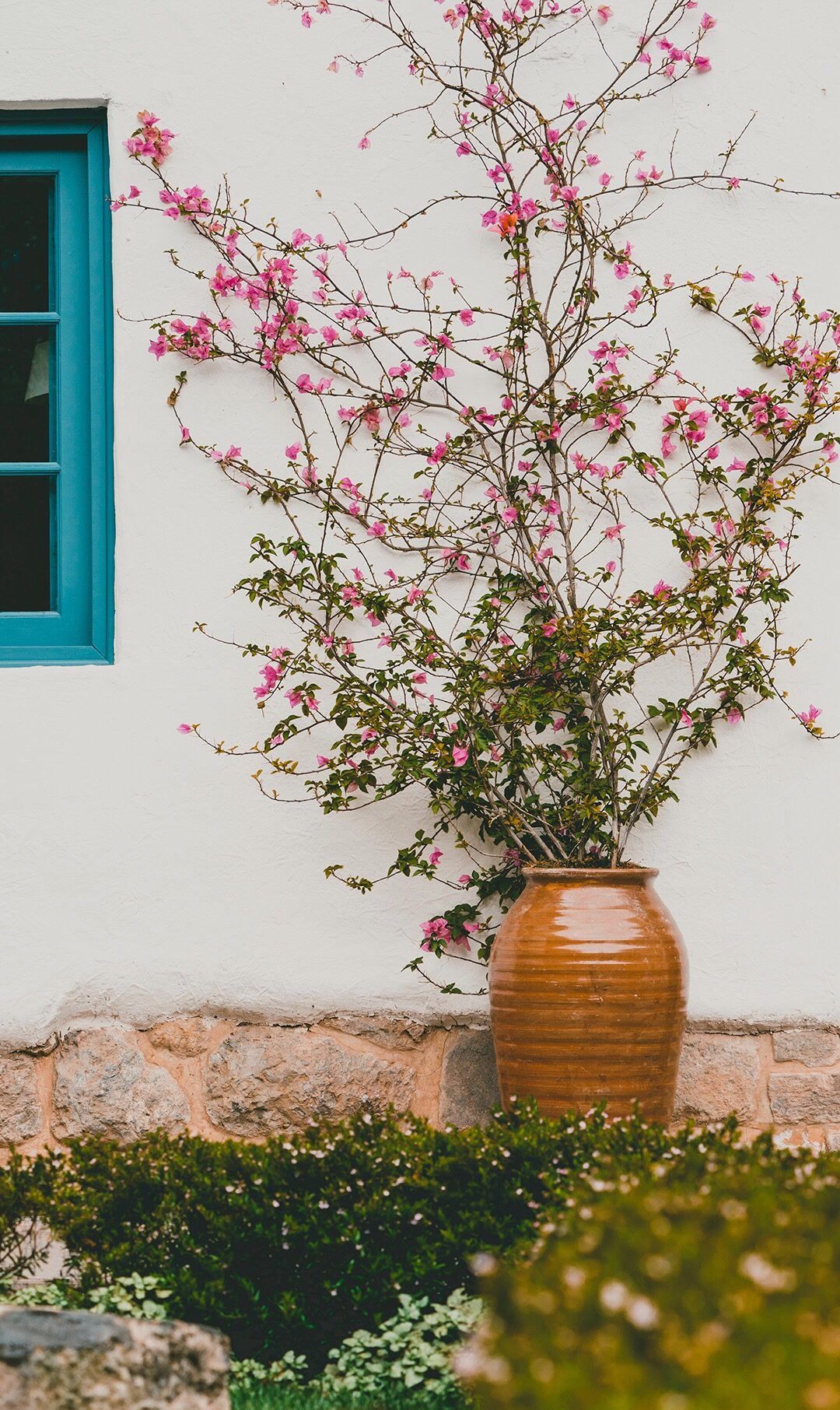 唯美花卉风景手机壁纸|白玫瑰|花簇|雏菊_新浪新闻