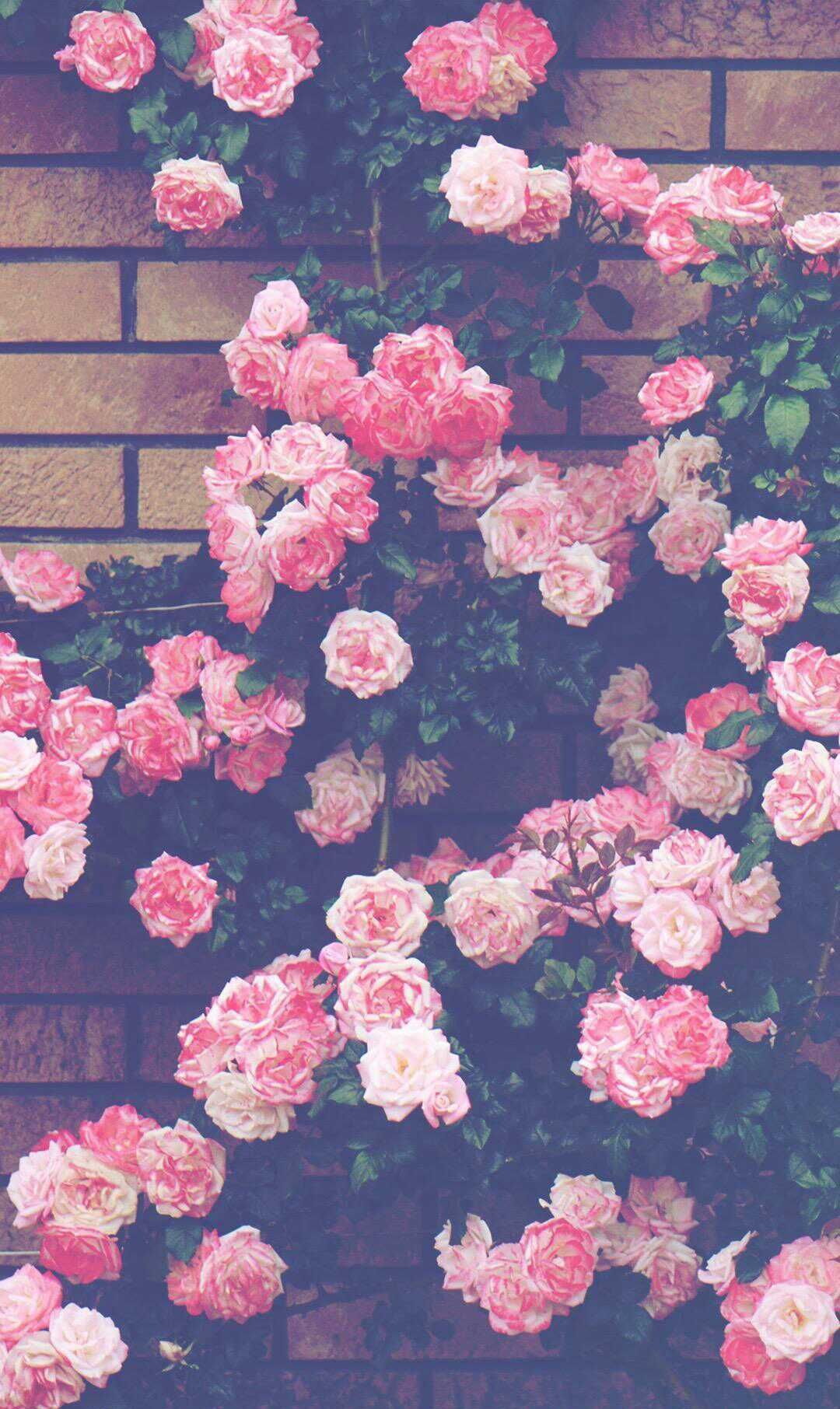 唯美花卉风景手机壁纸