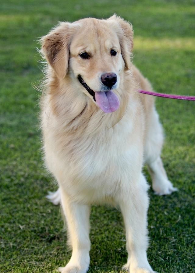 对于美国爱斯基摩犬你们了解多少？看完这篇文章你就会明白！|爱斯基|吠声|警告性_新浪新闻