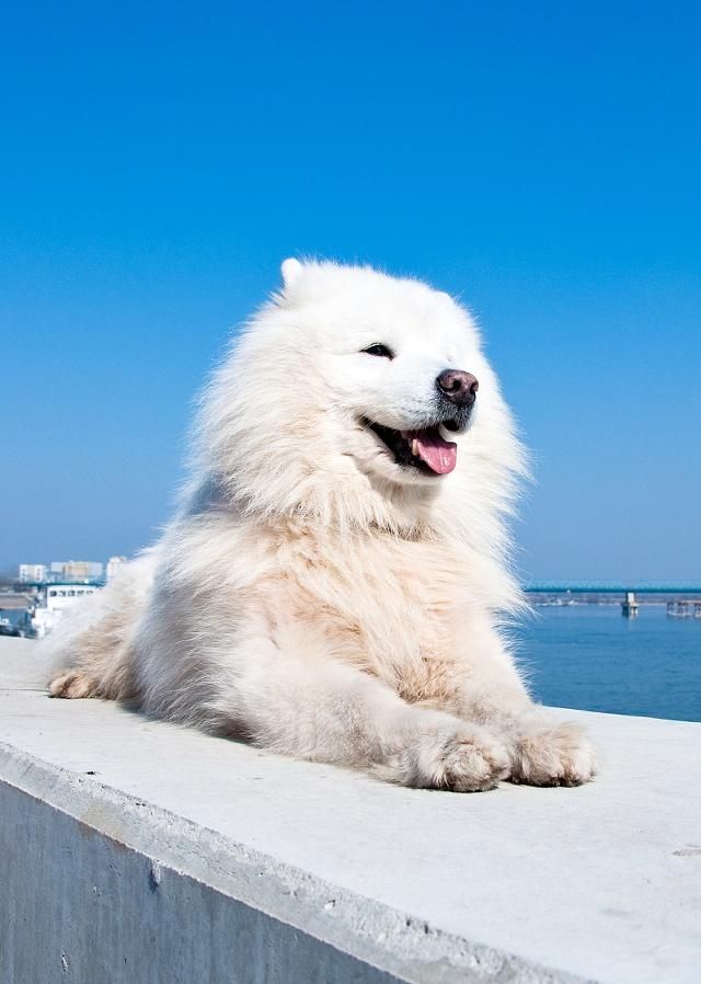 对于美国爱斯基摩犬你们了解多少？看完这篇文章你就会明白！|爱斯基|吠声|警告性_新浪新闻