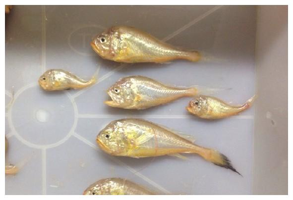 大黄鱼和小黄鱼的区别