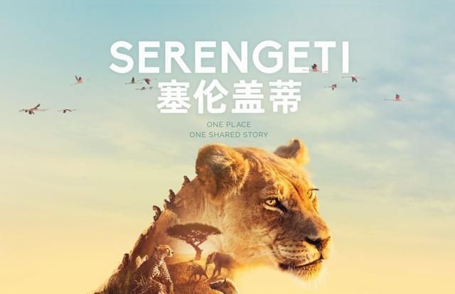 打造国际一流纪录片品牌——CCTV-9全新改版，全新呈现|微9|9视频|纪录片_新浪新闻