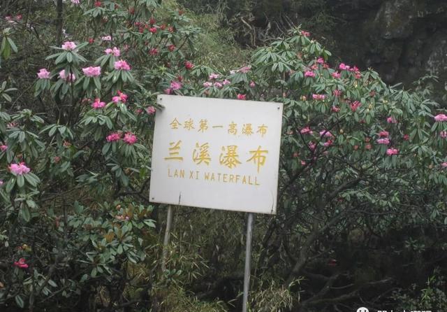 龙苍沟穿越瓦屋山，探寻心中的鸽子花|杜鹃|寺庙|瓦屋山_新浪新闻