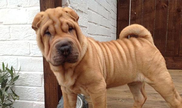 中国沙皮犬市场价格，品种介绍以及选购技巧