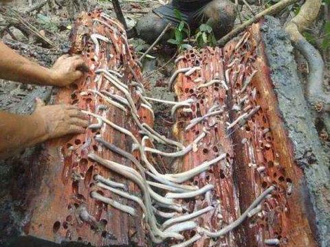 你知道这些名不符实的生物吗?|幼虫|蛆|生物|卵子|水管_新浪新闻