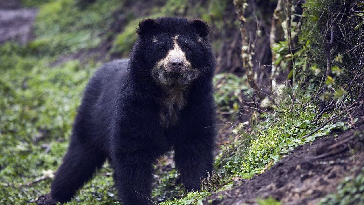 熊科动物战斗力排行榜：黑狗熊排第六，前两名能完虐东北虎
